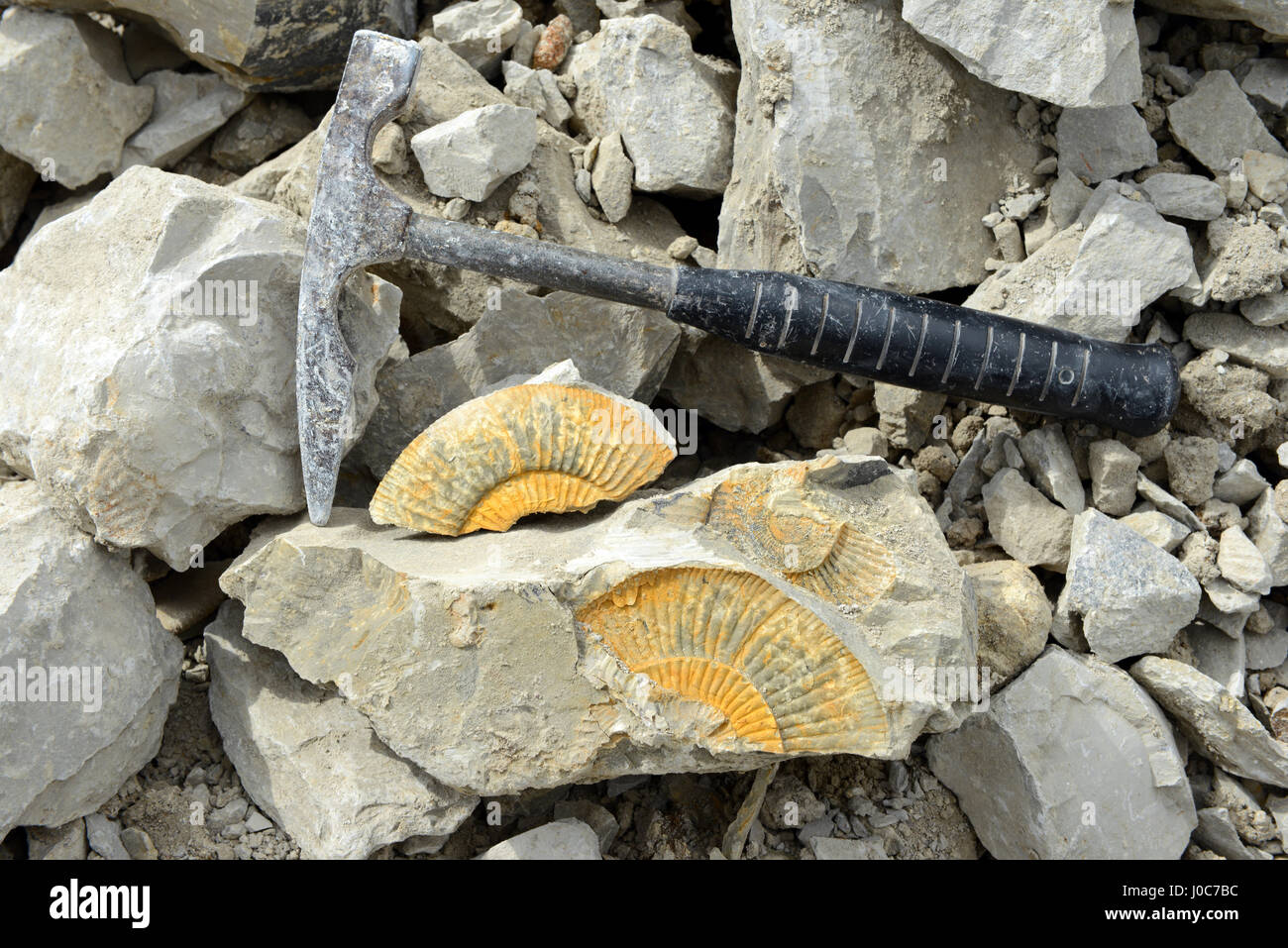 Collecting ammonite fossil in limestone rock Stock Photo - Alamy