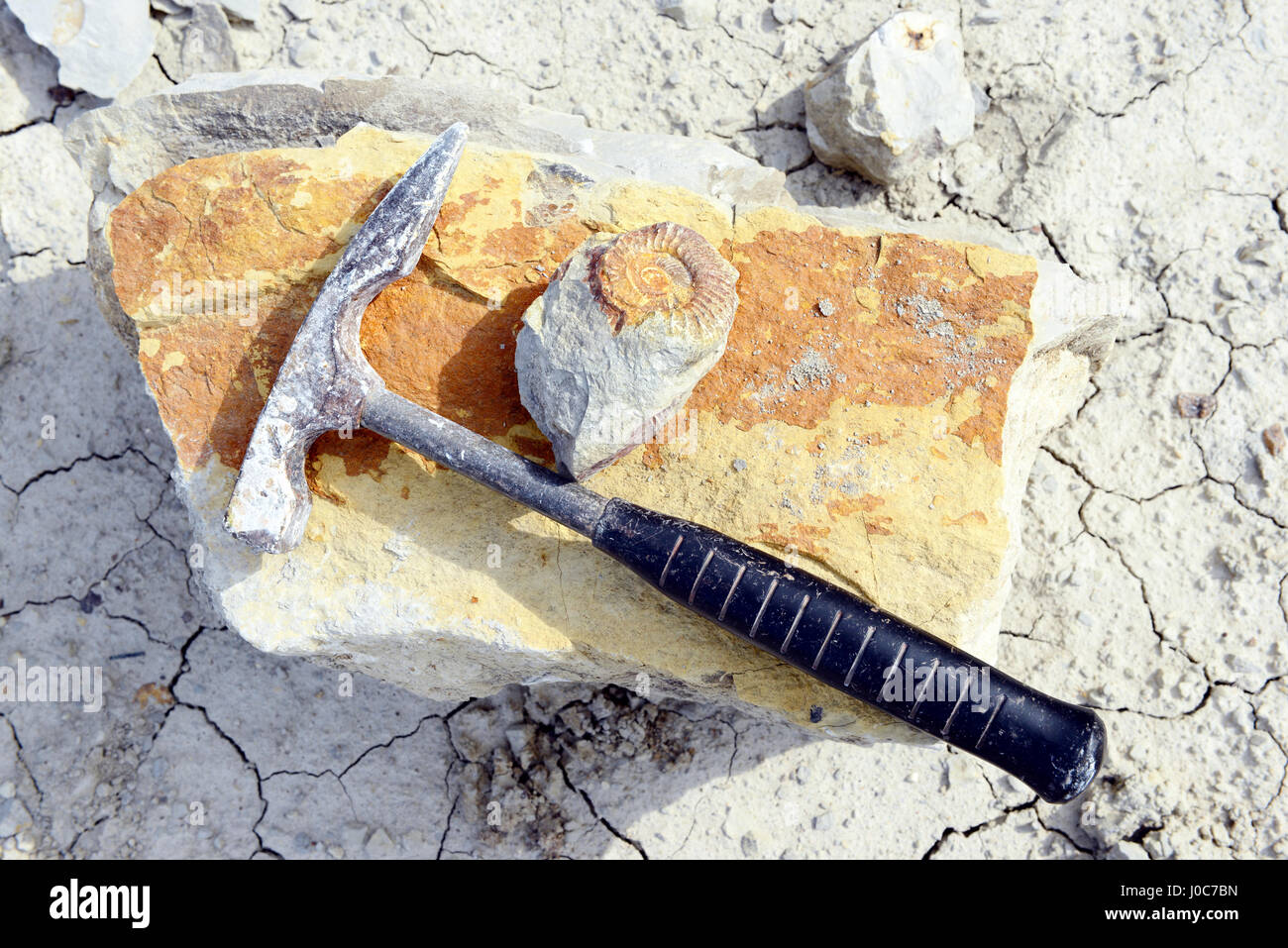 Collecting ammonite fossil in limestone rock Stock Photo - Alamy