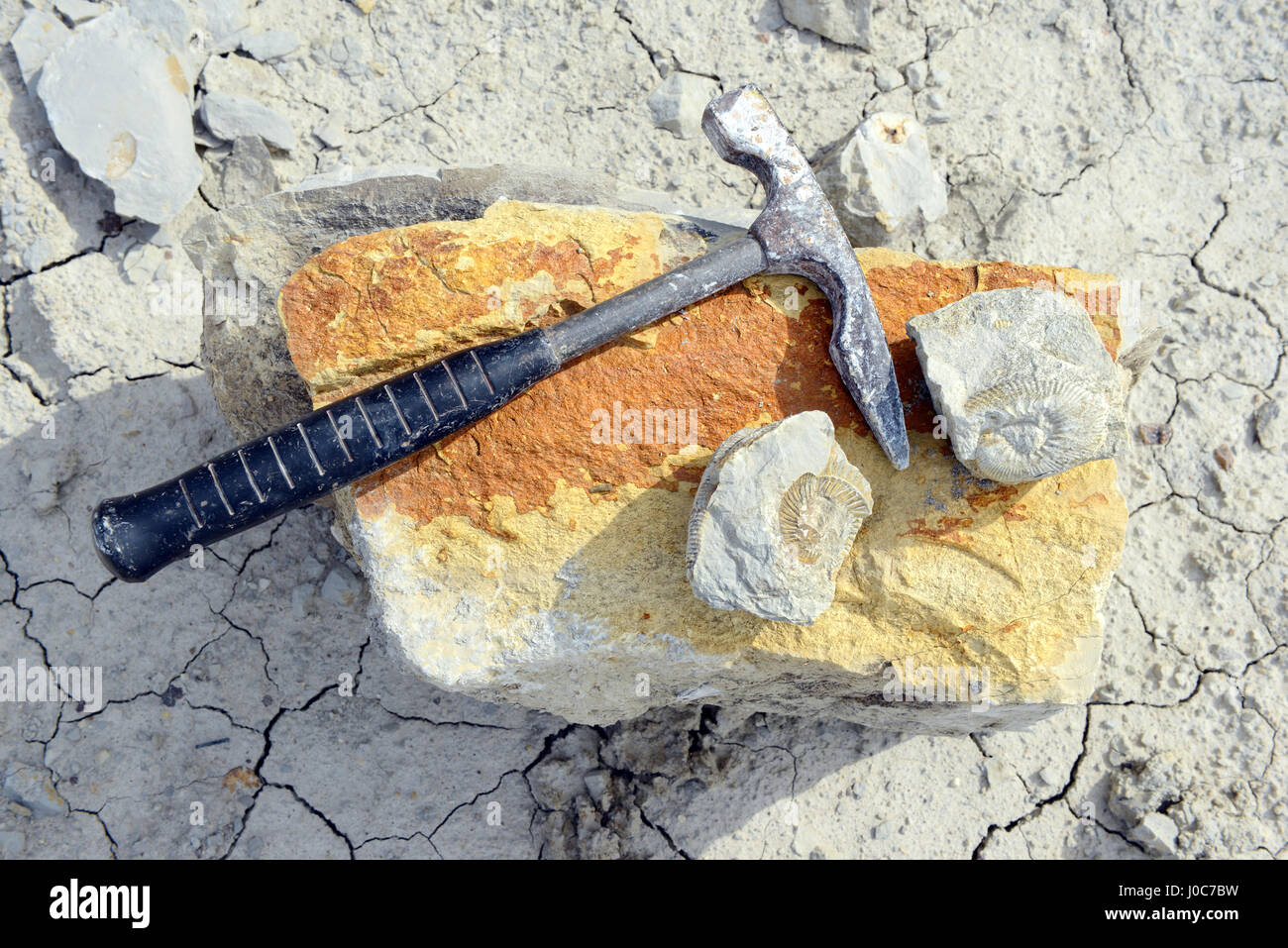 Collecting ammonite fossil in limestone rock Stock Photo - Alamy