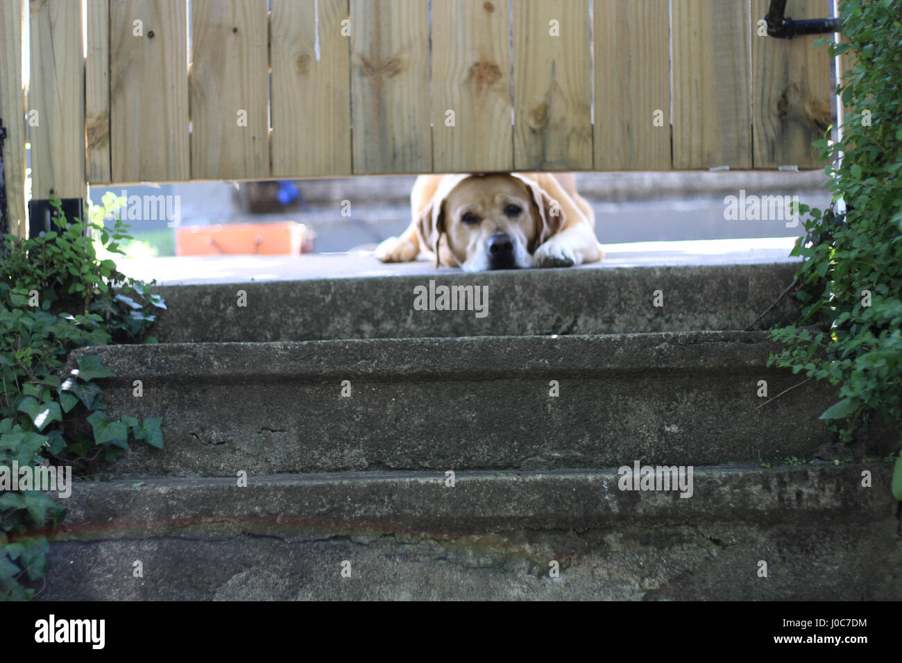 Dog patiently waiting on steps Stock Photo - Alamy