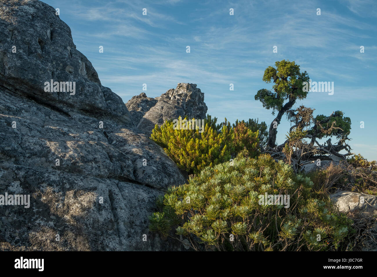 Mountain fynbos biome hi-res stock photography and images - Alamy