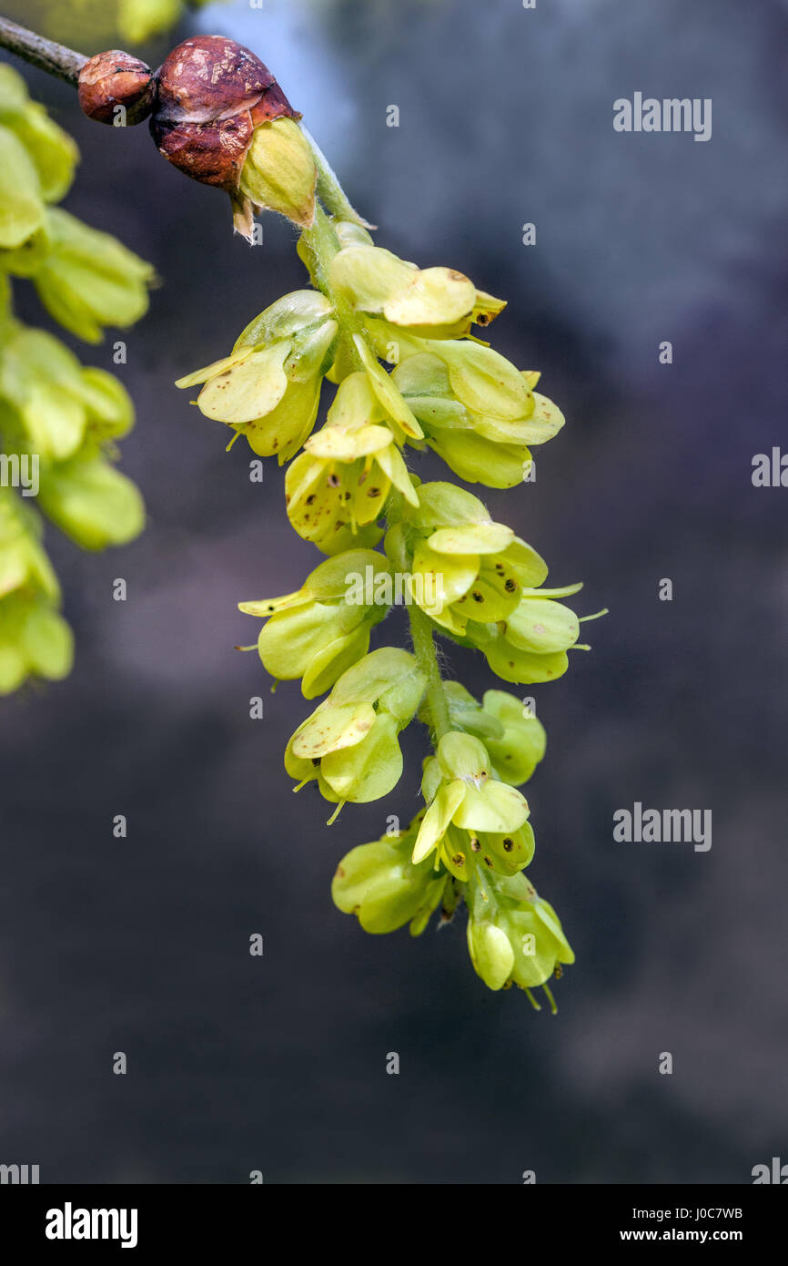 Corylopsis Stock Photos & Corylopsis Stock Images - Alamy