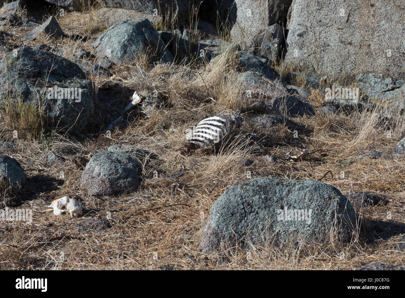 A photograph of the skull and rib cage of a dead sheep surrounded by ...