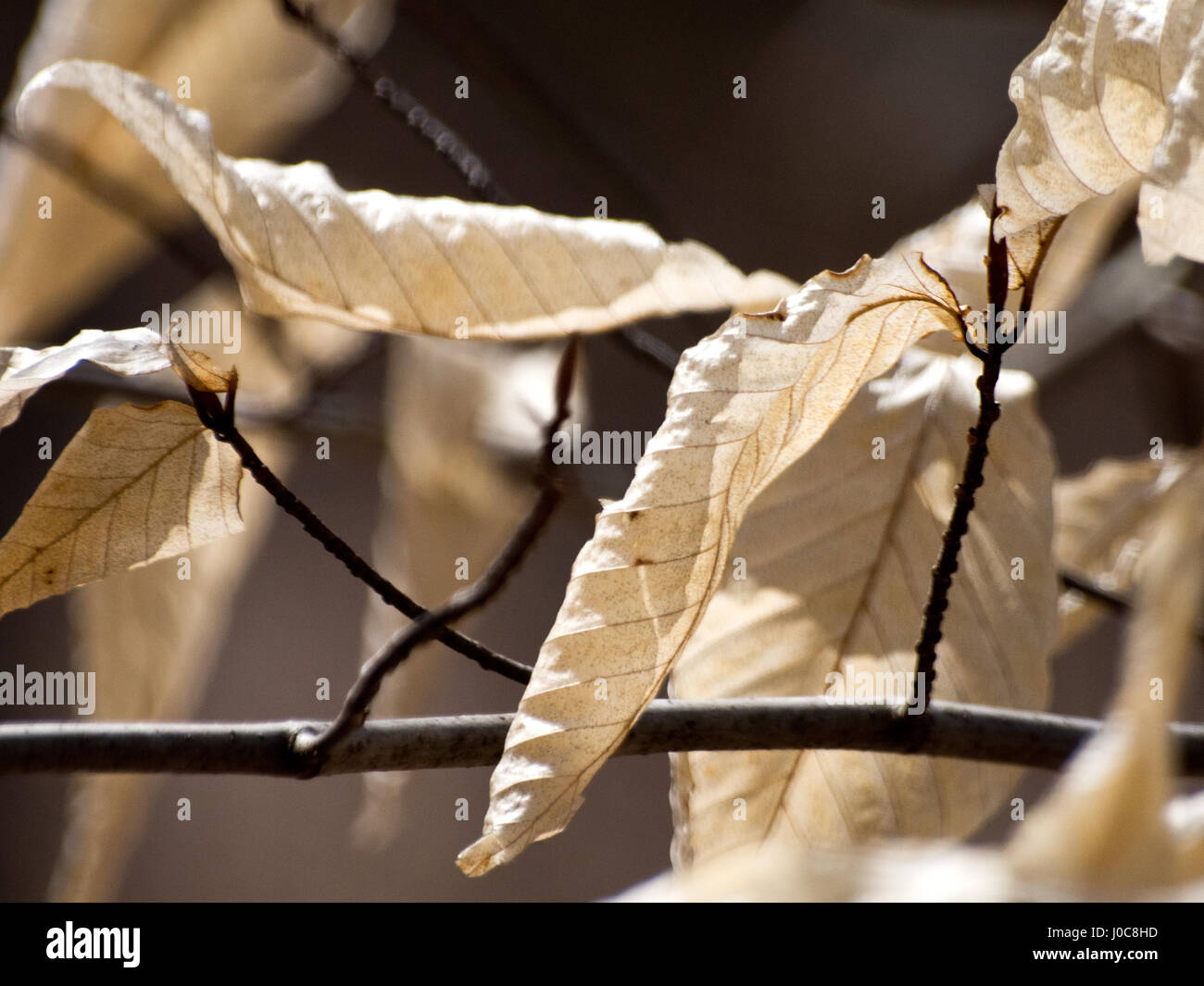 Cling natural nature leaves hi-res stock photography and images - Alamy
