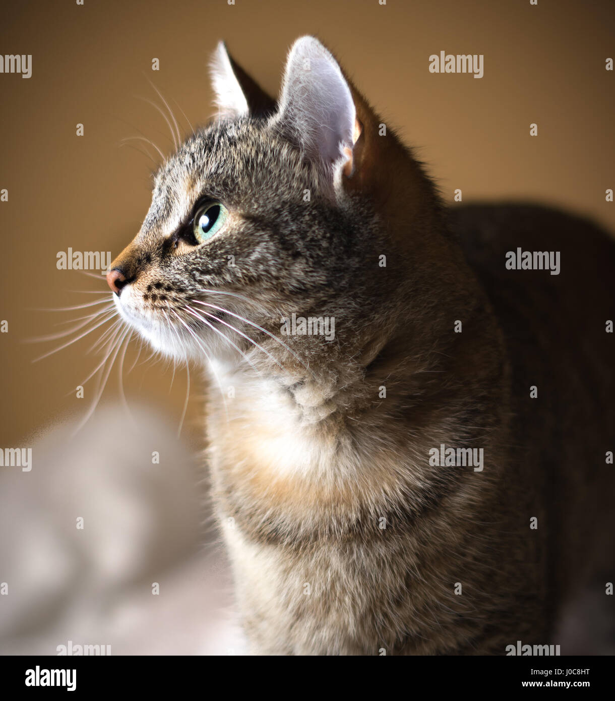 Profile of a beautiful cat Stock Photo - Alamy