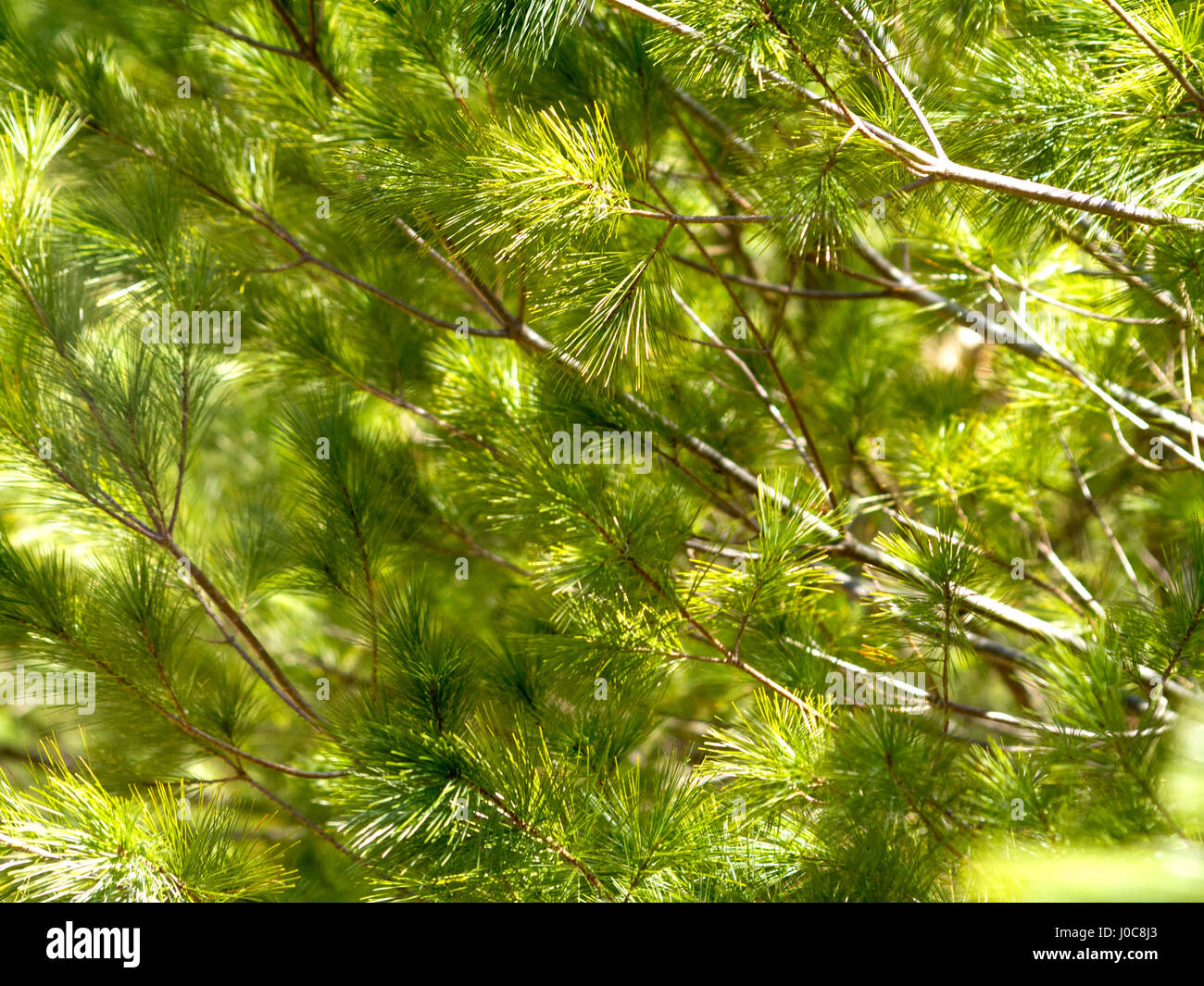 Background image with pine tree branches in sunlight Stock Photo - Alamy