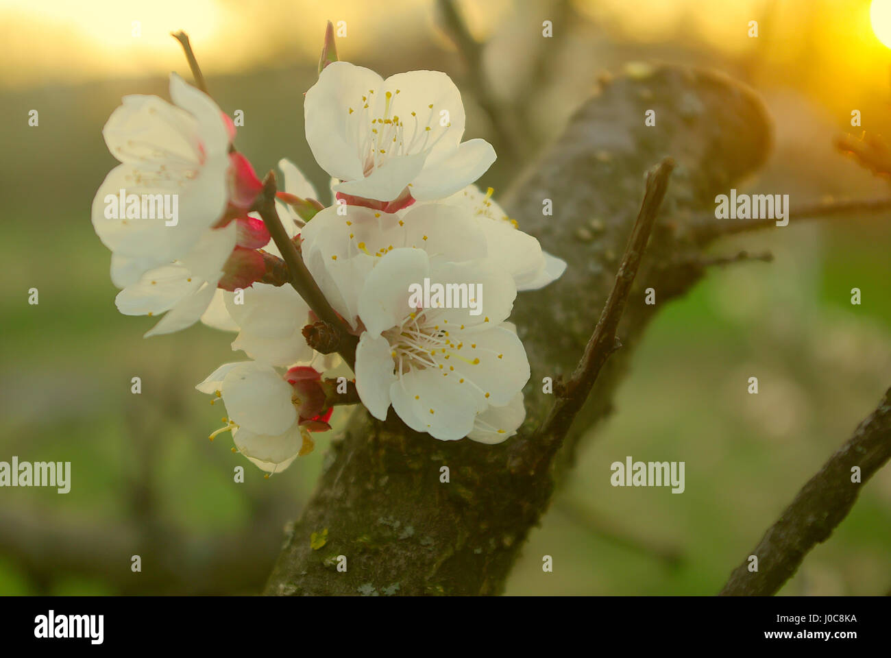 Beautiful outdoor blooming garden. Spring blossom in sunset sunrise ...