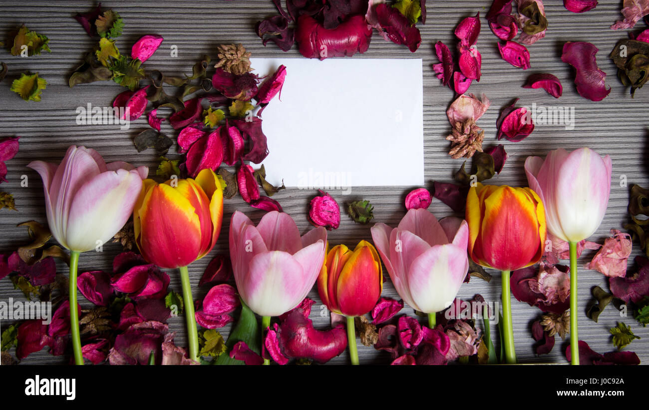 Tulips for spring cards Stock Photo - Alamy