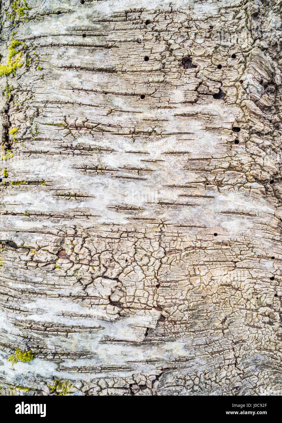 Ancient wood bark texture pattern. Macro detail of cracks in dead tree ...