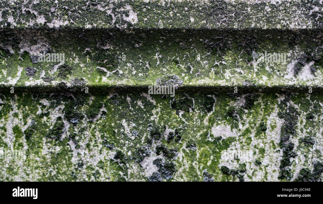 Moss - Texture Stock Photo - Alamy