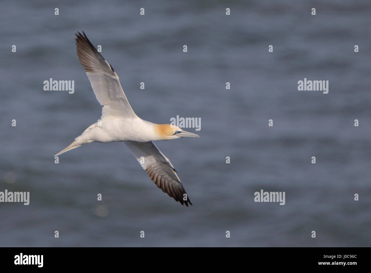 Gannet in flight of the cliffs at Bempton. UK Stock Photo - Alamy