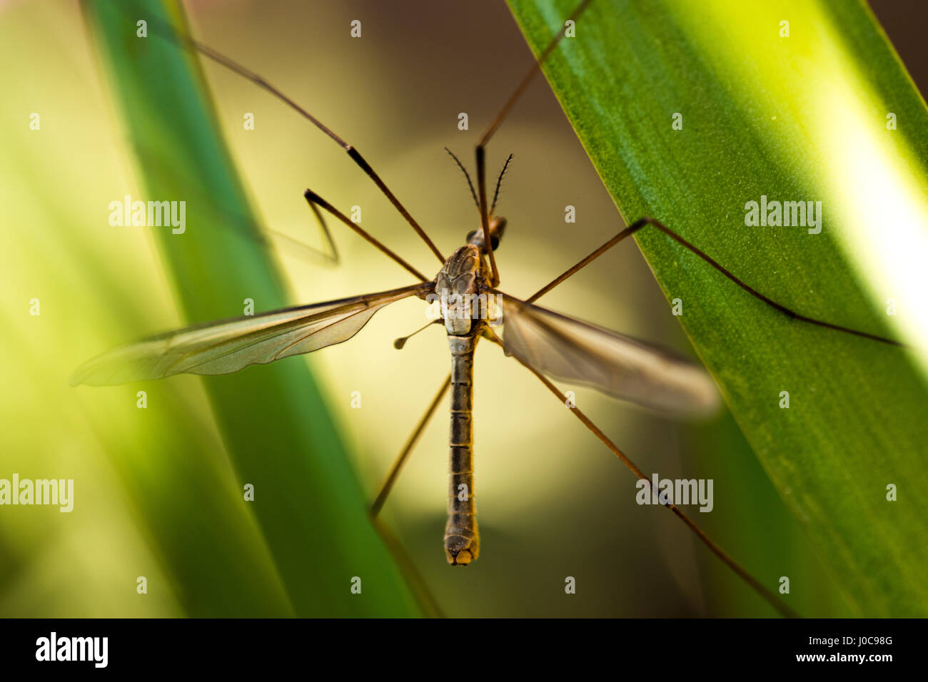 Crane fly cranefly daddy longlegs hi-res stock photography and images ...