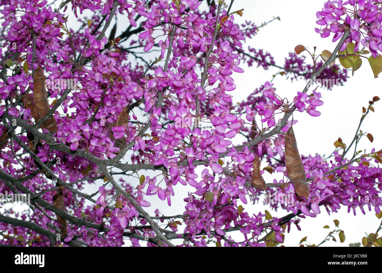 Judas tree flowering hi-res stock photography and images - Alamy