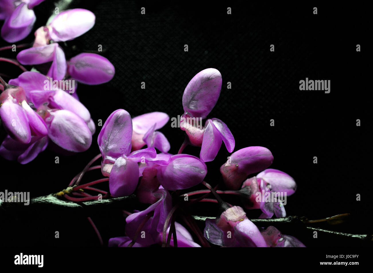 Judas tree flowering (cercis siliquastrum Stock Photo - Alamy