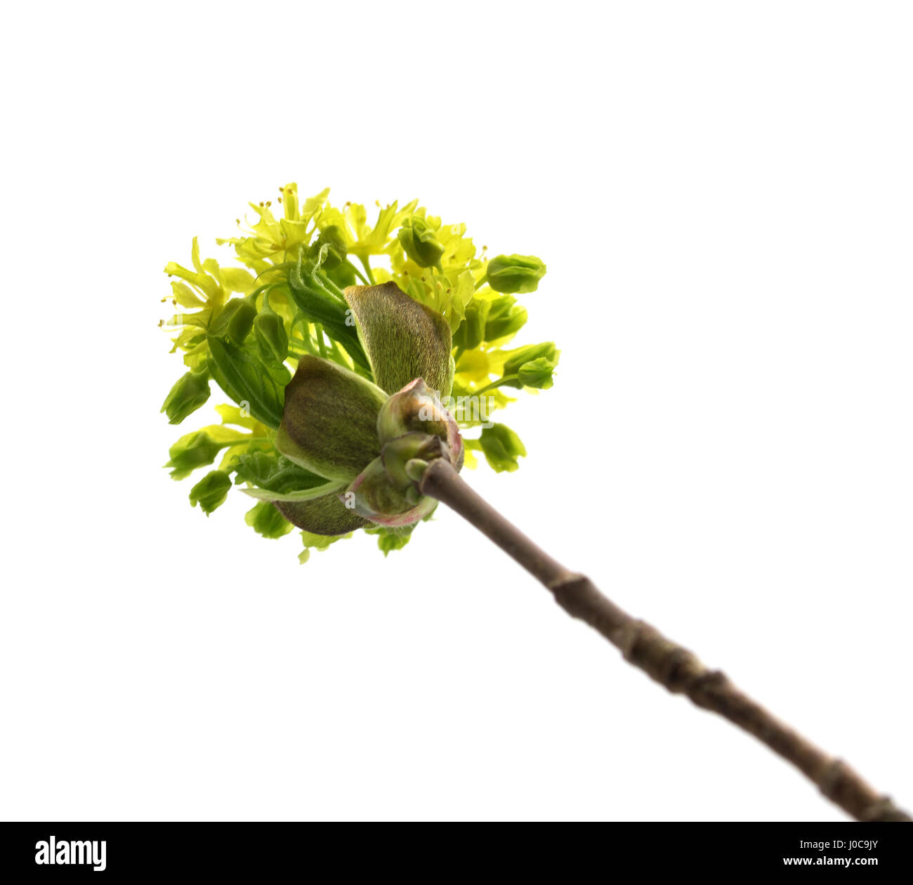 Ashleaf maple hi-res stock photography and images - Alamy
