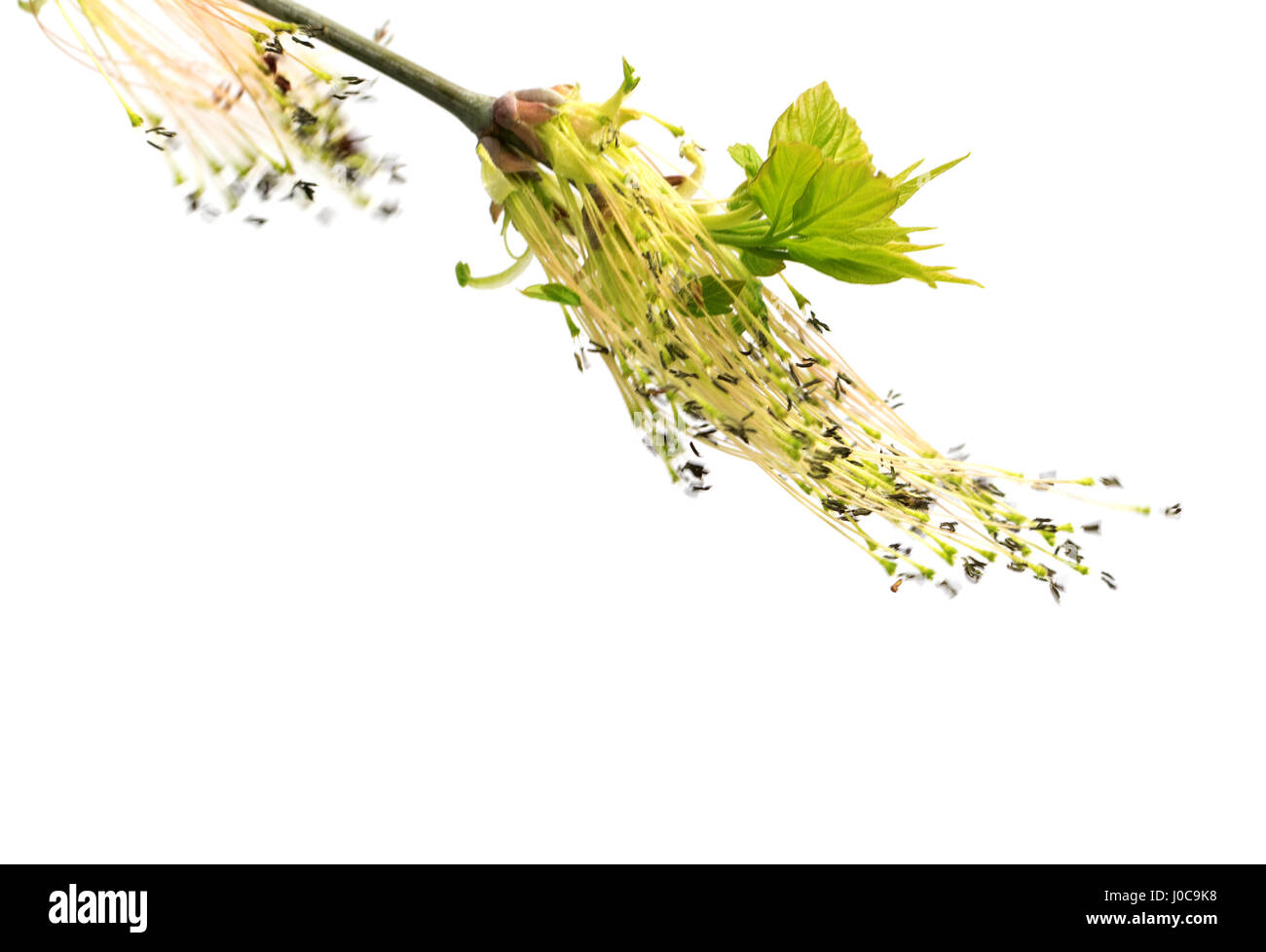 Flowering spring twigs of maple tree with young leaves in wind ...