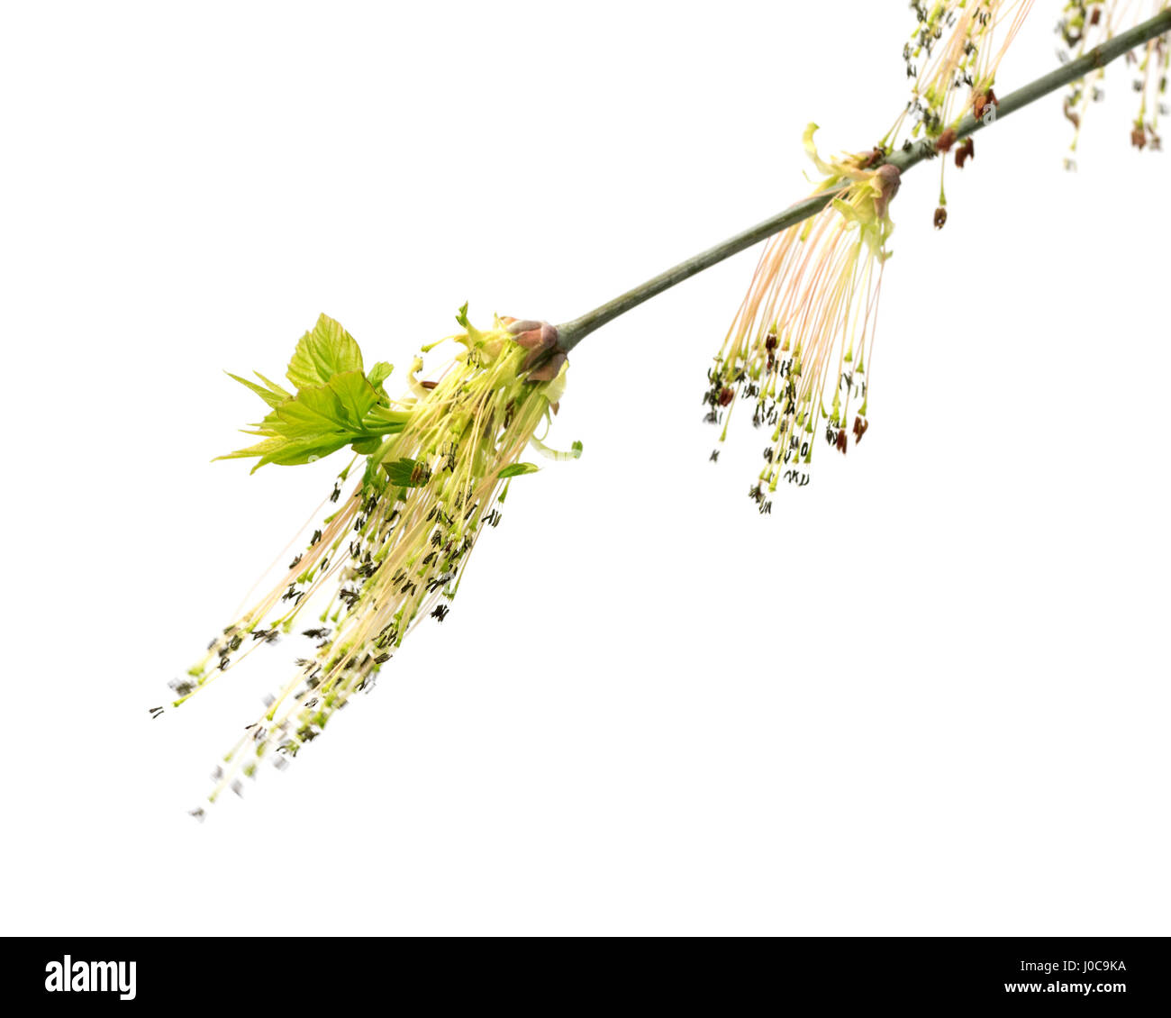 Flowering spring twigs of maple tree with young leaves in wind ...