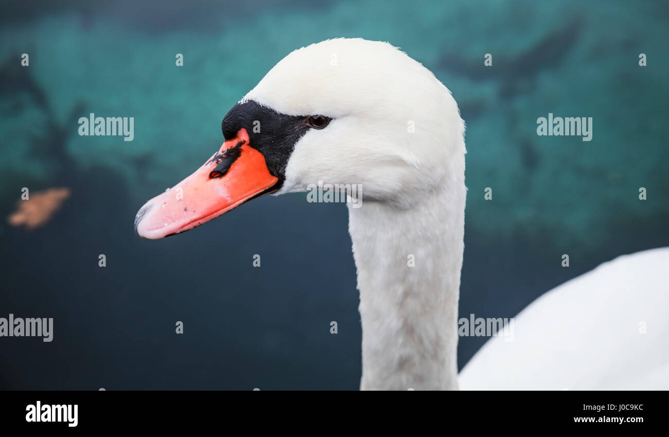 White swan head, closeup bird portrait photo Stock Photo - Alamy
