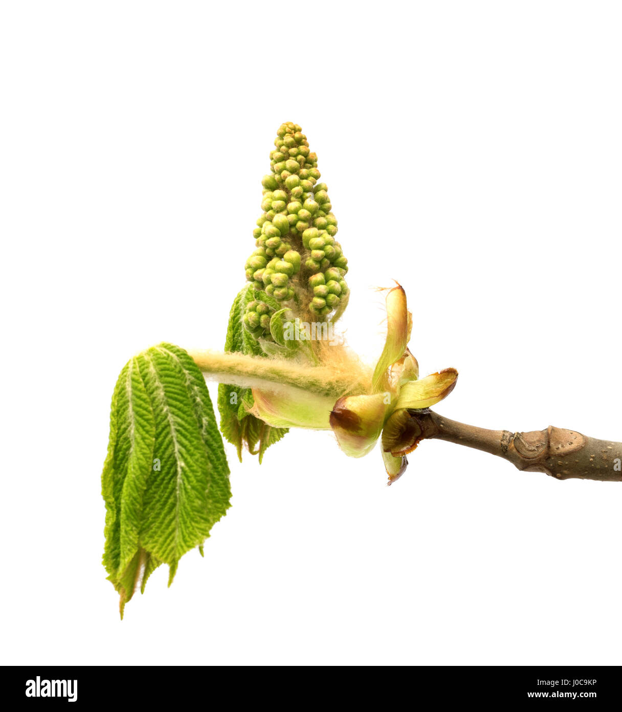 Spring twigs of horse chestnut tree (Aesculus hippocastanum) with young ...