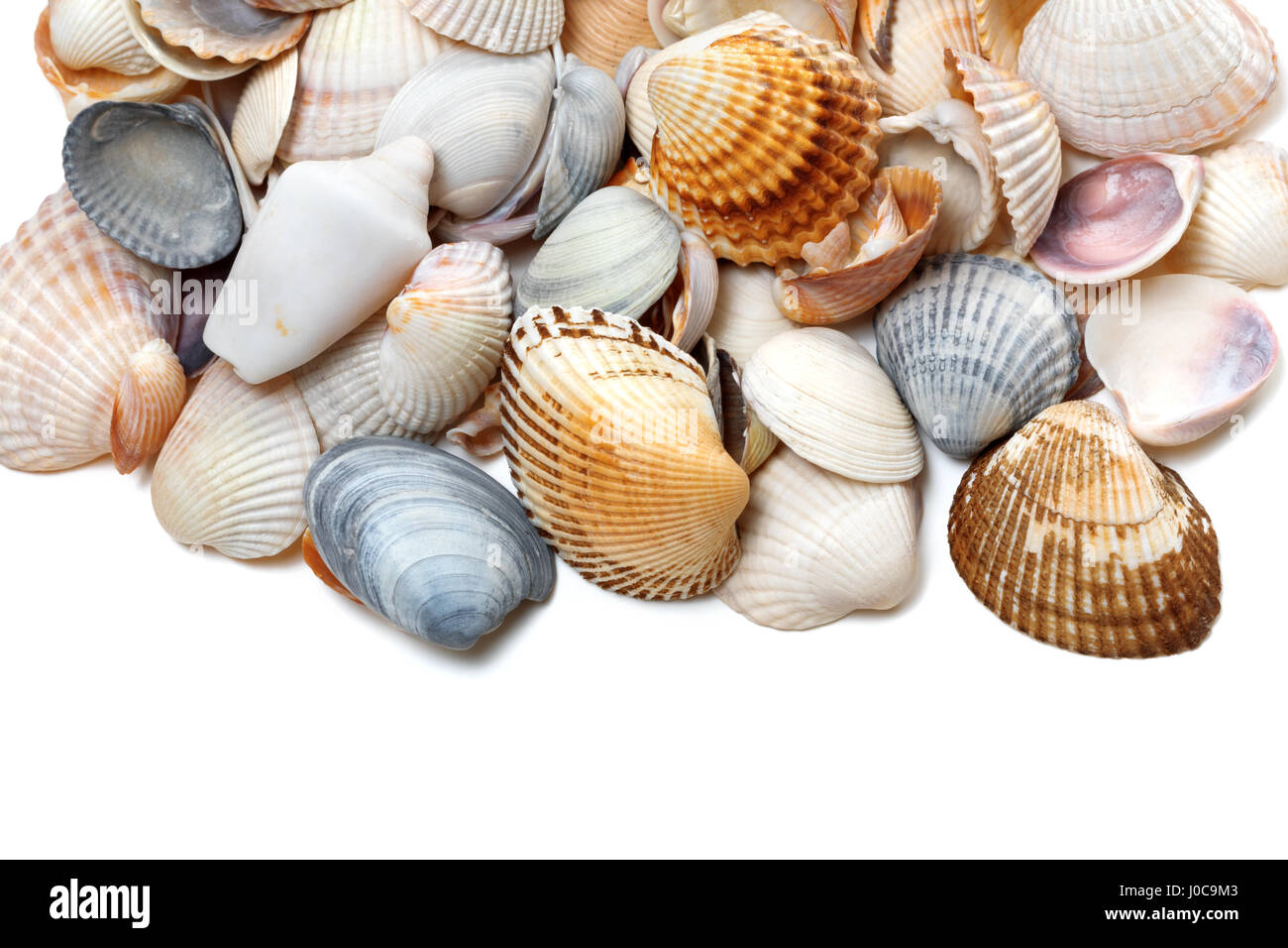 Seashells isolated on white background with copy space Stock Photo - Alamy