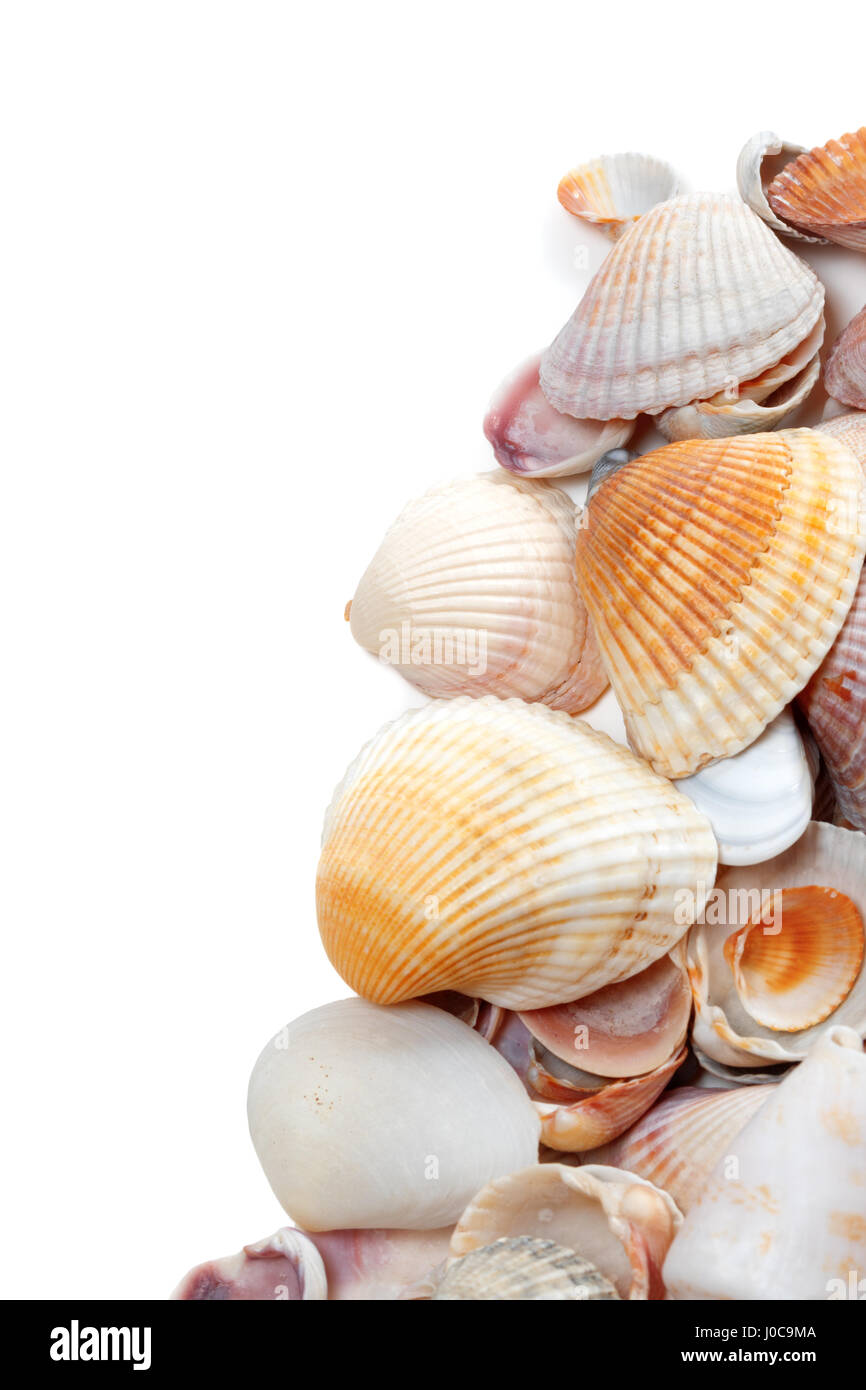 Seashells isolated on white background with copyspace Stock Photo - Alamy