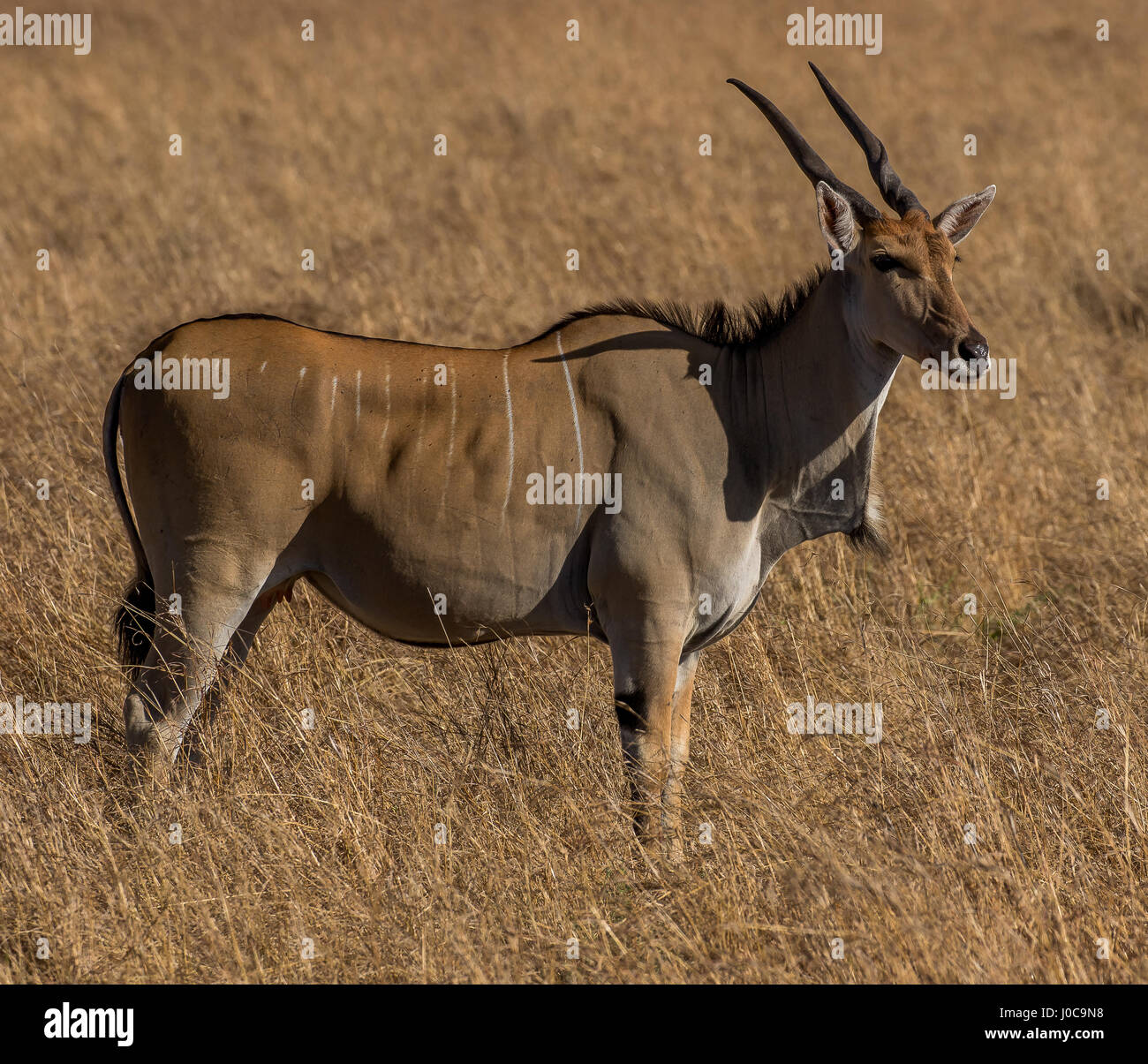 Buffalo spring game reserve hi-res stock photography and images - Alamy