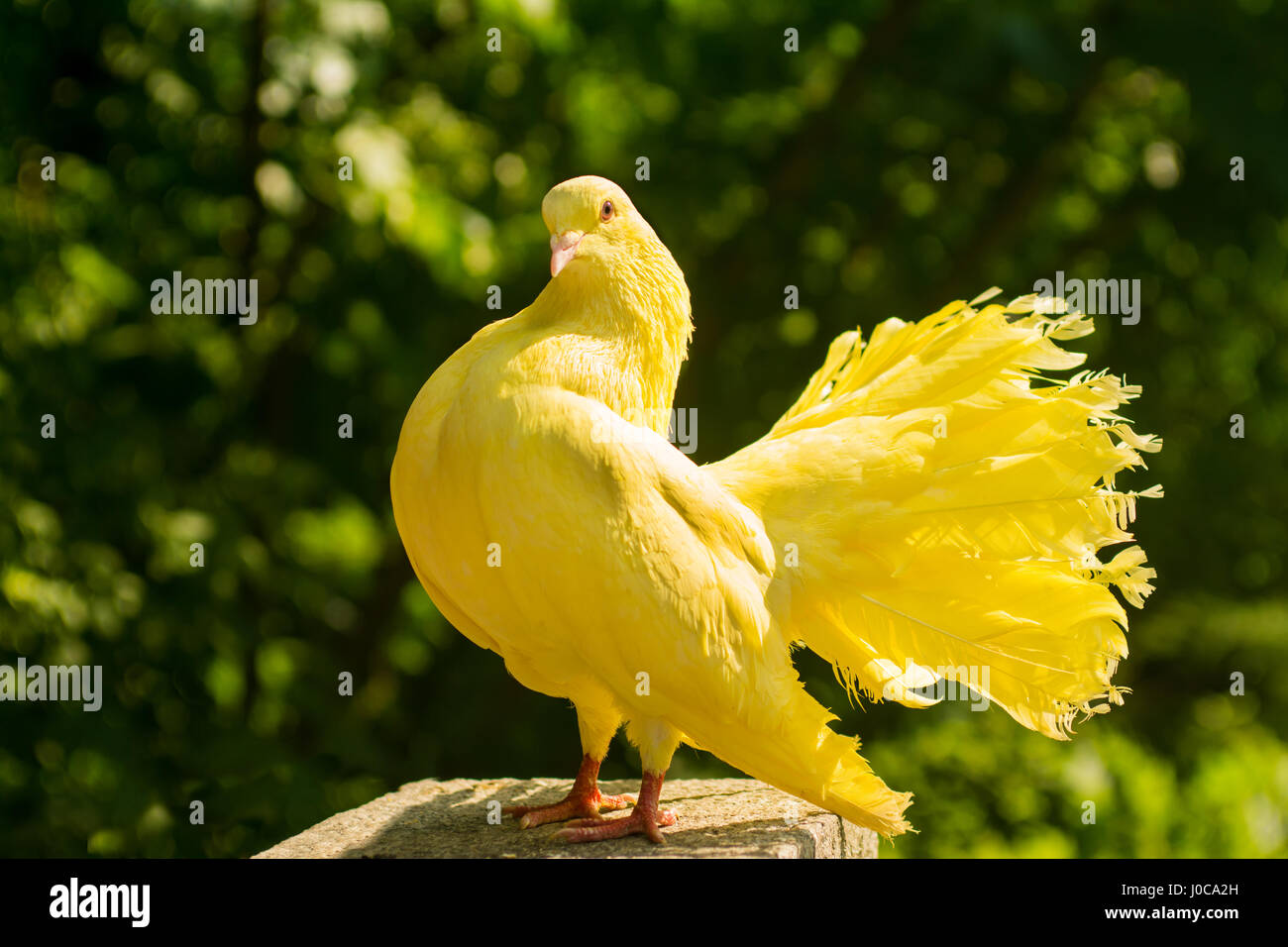 Yellow dove in forest Stock Photo - Alamy