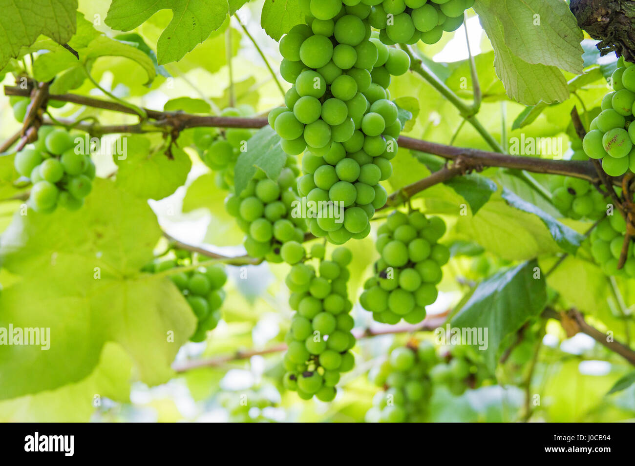 White grapes tree Stock Photo - Alamy