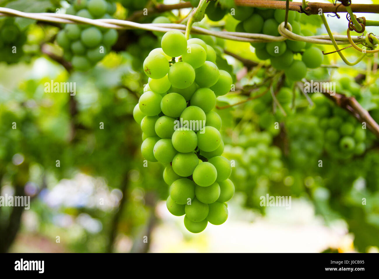 White grapes tree Stock Photo - Alamy