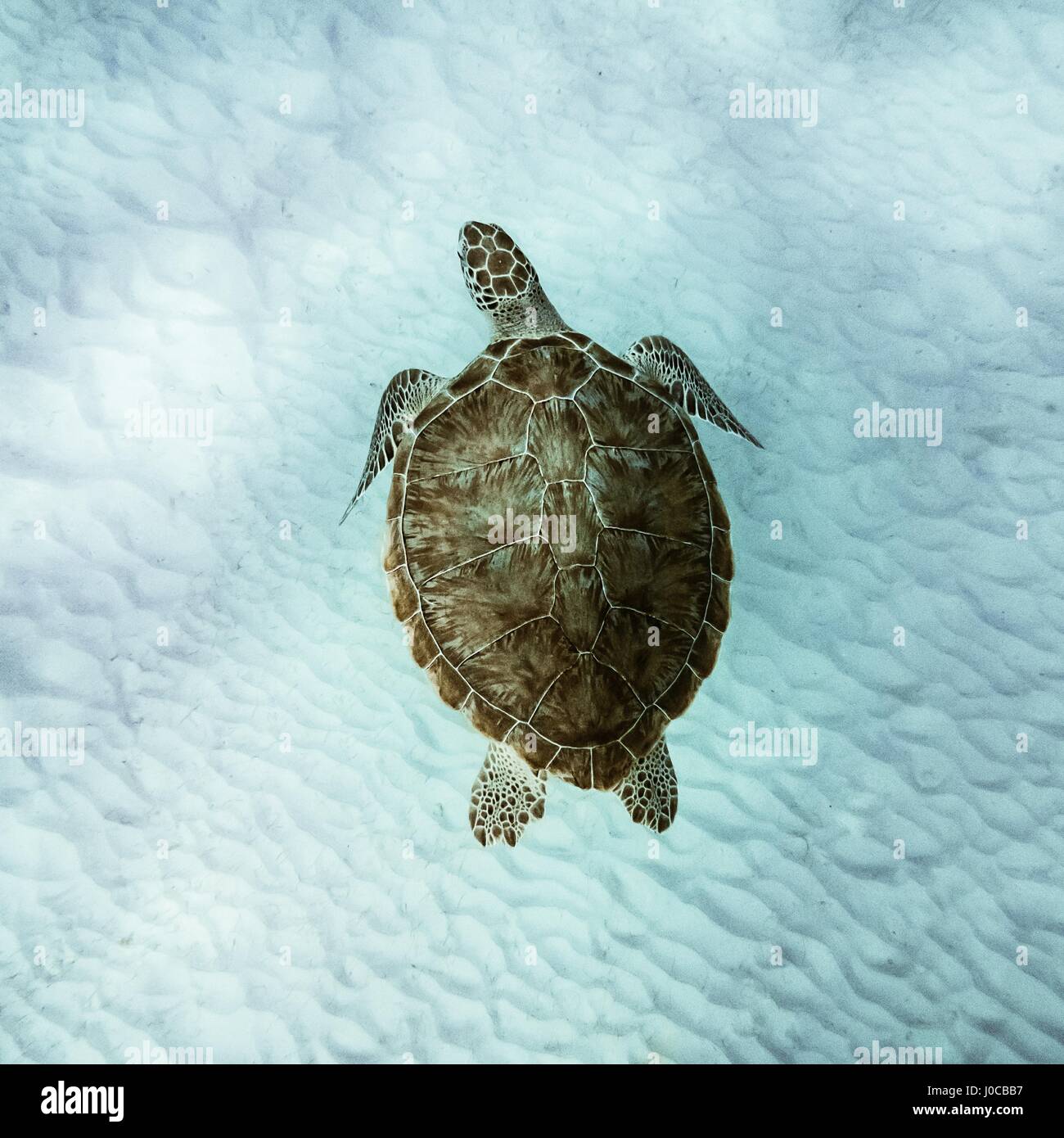 Swimming sea turtle Stock Photo - Alamy