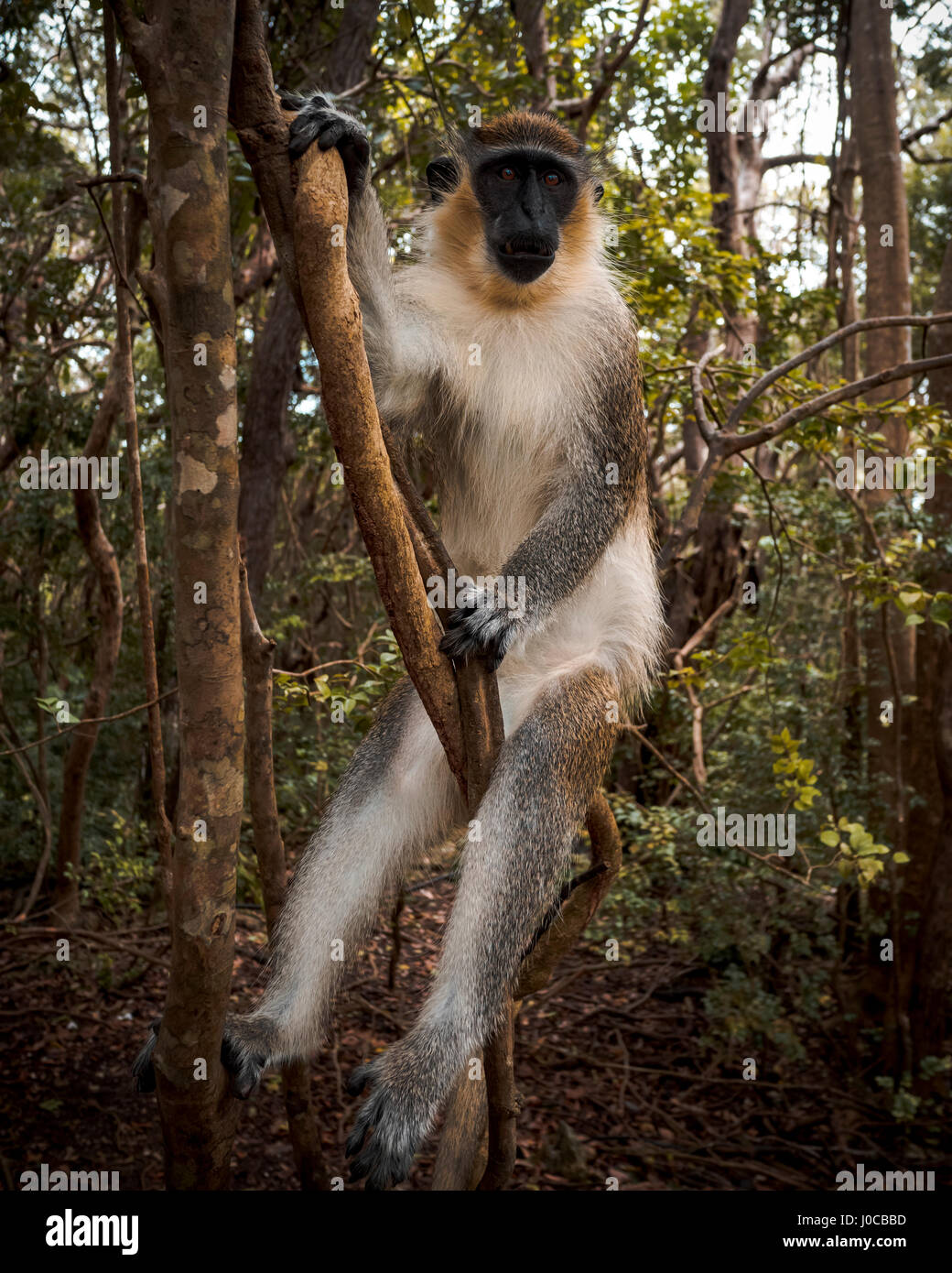 Furry monkey hi-res stock photography and images - Alamy