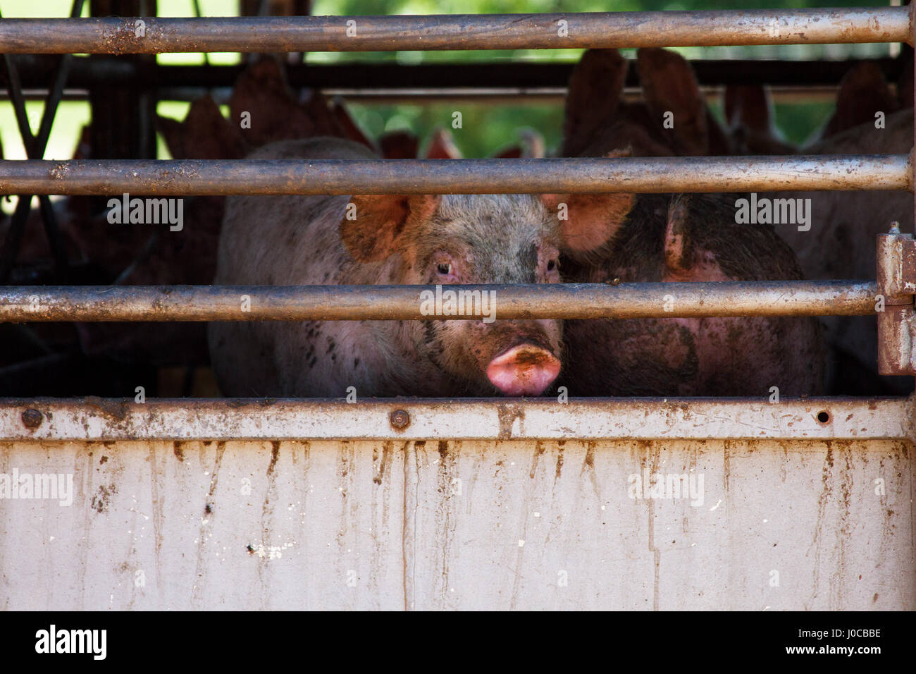 Prison food hi-res stock photography and images - Alamy