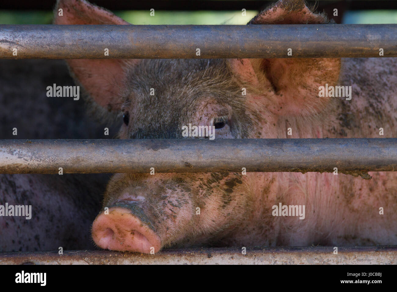 Prison food hi-res stock photography and images - Alamy