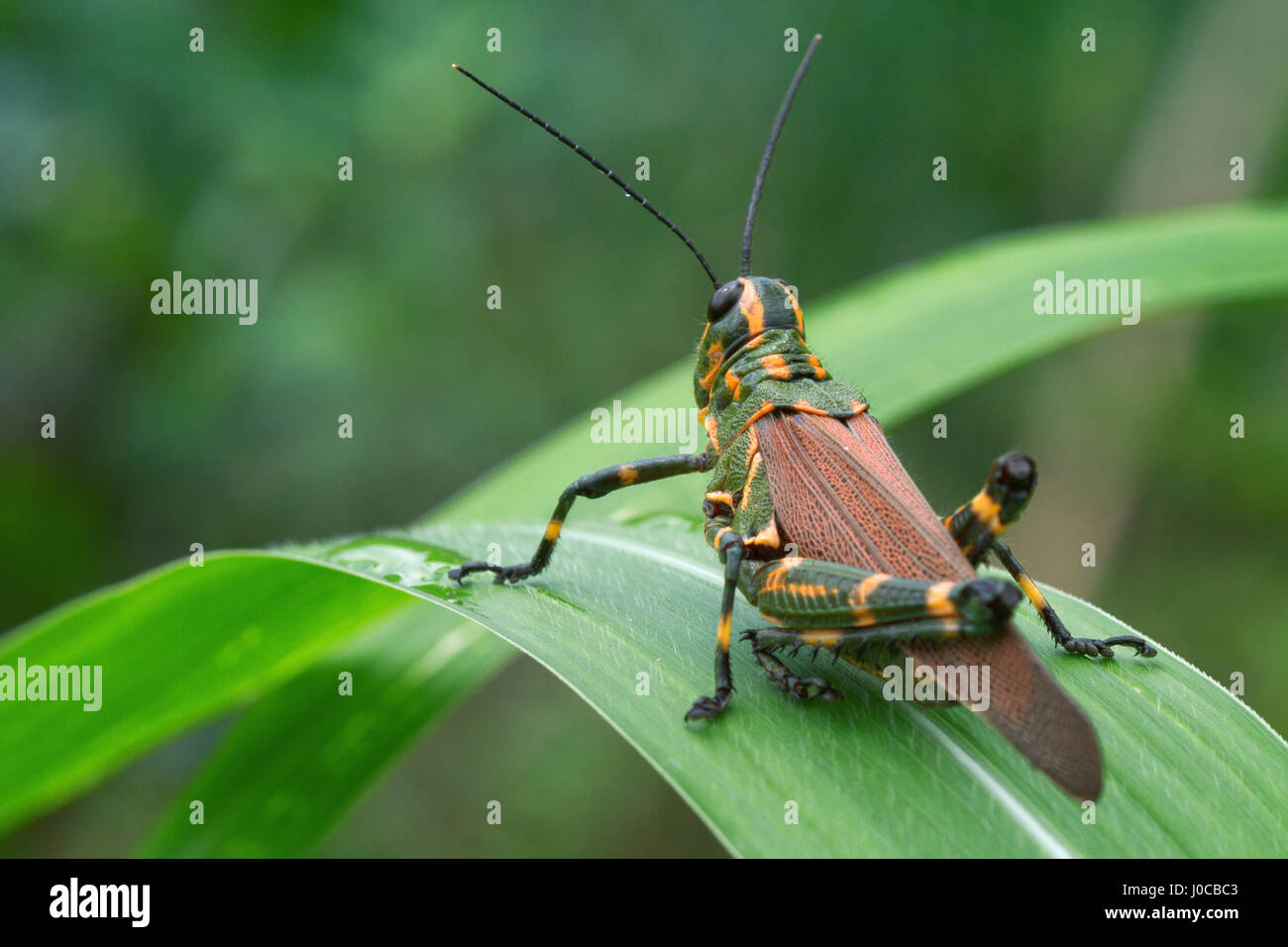 Big yellow-green locust in a green leaf Stock Photo - Alamy
