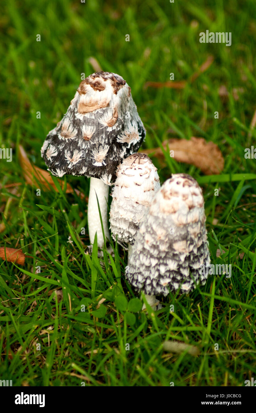 Fungi Mushrooms Toadstools Fungus Stock Photo - Alamy
