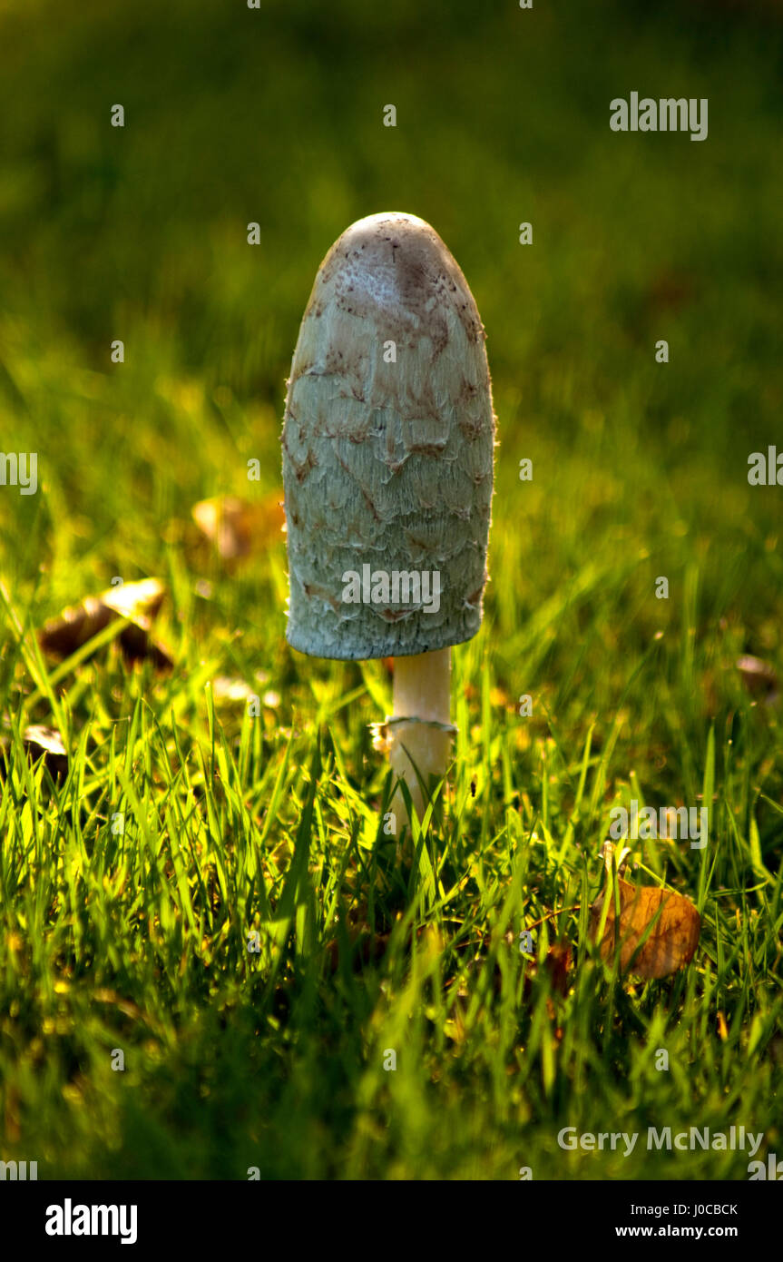 Fungi Mushrooms Toadstools Fungus Stock Photo - Alamy