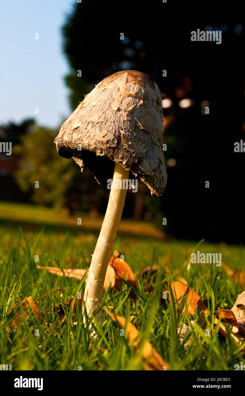 Fungi Mushrooms Toadstools Fungus Stock Photo - Alamy