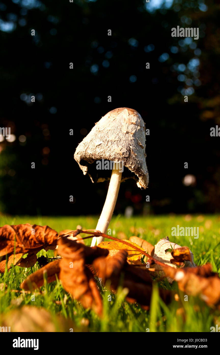Fungi Mushrooms Toadstools Fungus Stock Photo - Alamy