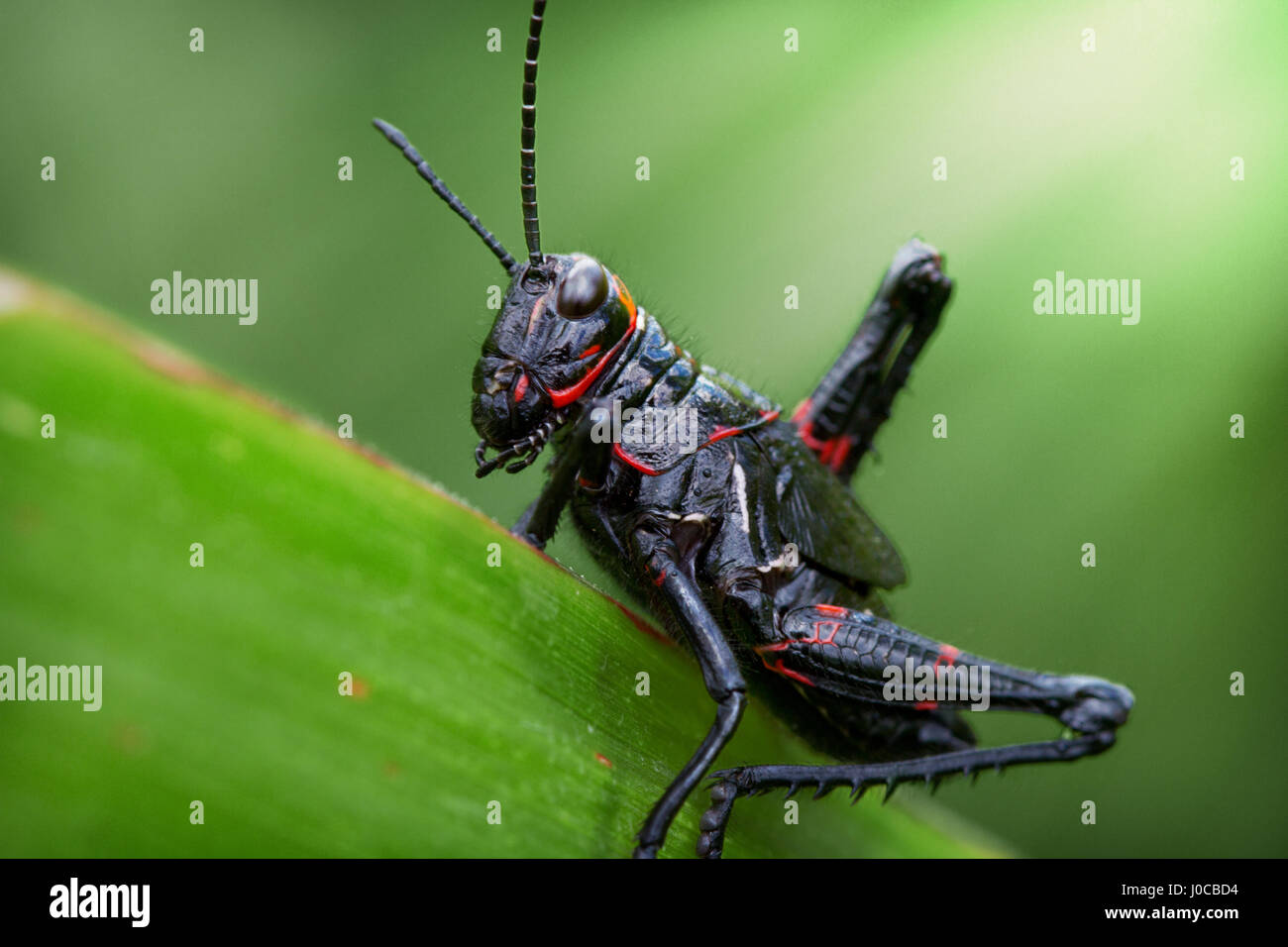 Red locust hi-res stock photography and images - Alamy