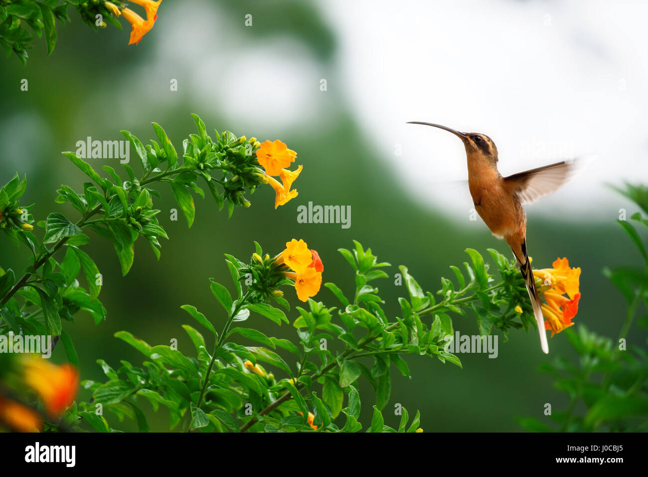 Hummingbird flying near flowers Stock Photo - Alamy