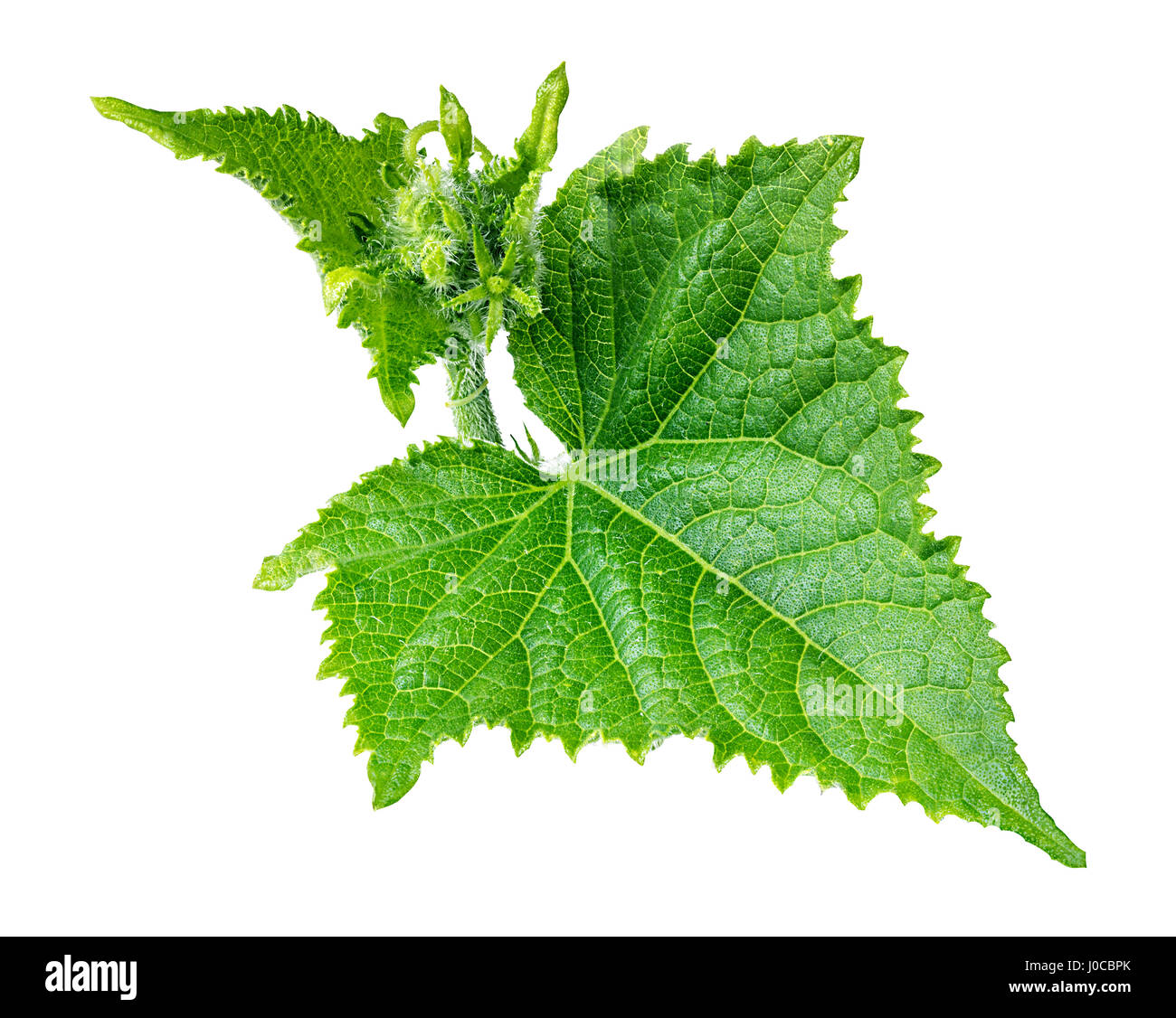 cucumber leaf isolated on white background Clipping Path Stock Photo ...