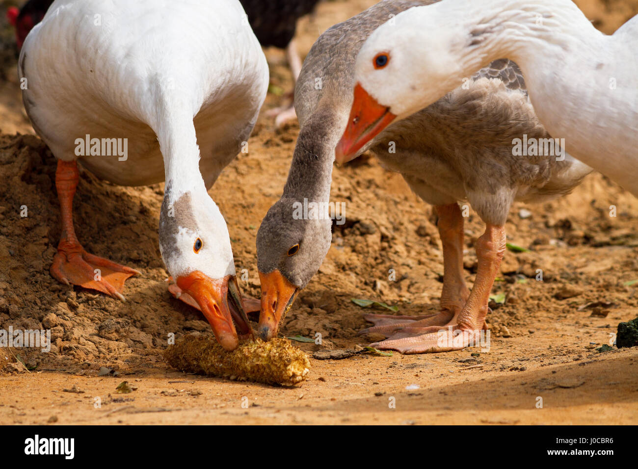 Geese eating corn Stock Photo - Alamy