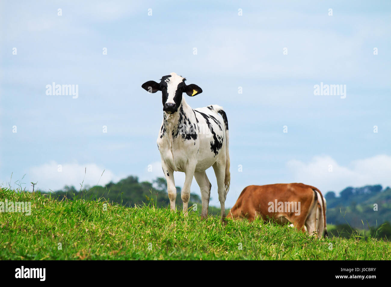 Cow looking at camera Stock Photo - Alamy
