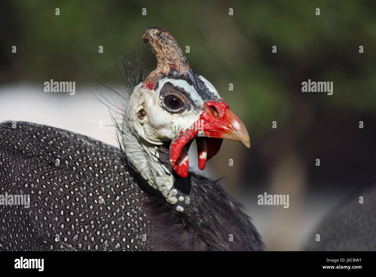 Chicken dangola hi-res stock photography and images - Alamy