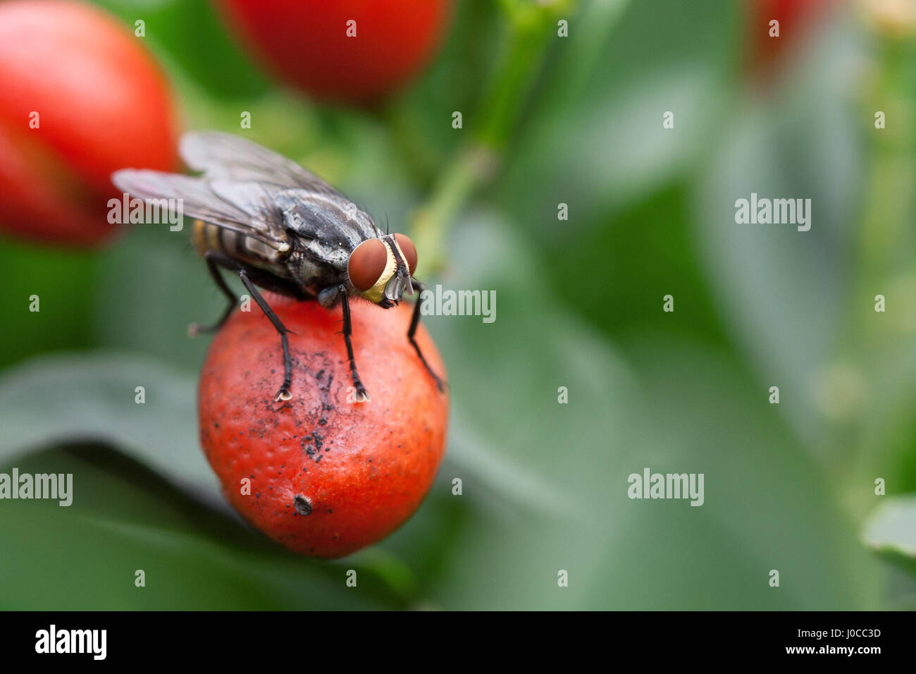 Wing fruit hi-res stock photography and images - Alamy