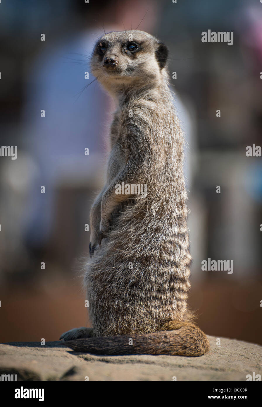 Lovely animals at the Yorkshire Wildlife Park in Doncaster, South ...