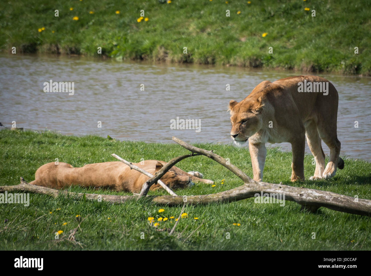 Lovely animals at the Yorkshire Wildlife Park in Doncaster, South ...