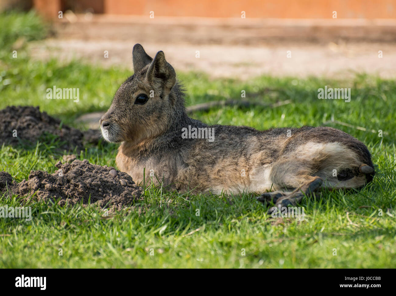 Lovely animals at the Yorkshire Wildlife Park in Doncaster, South ...