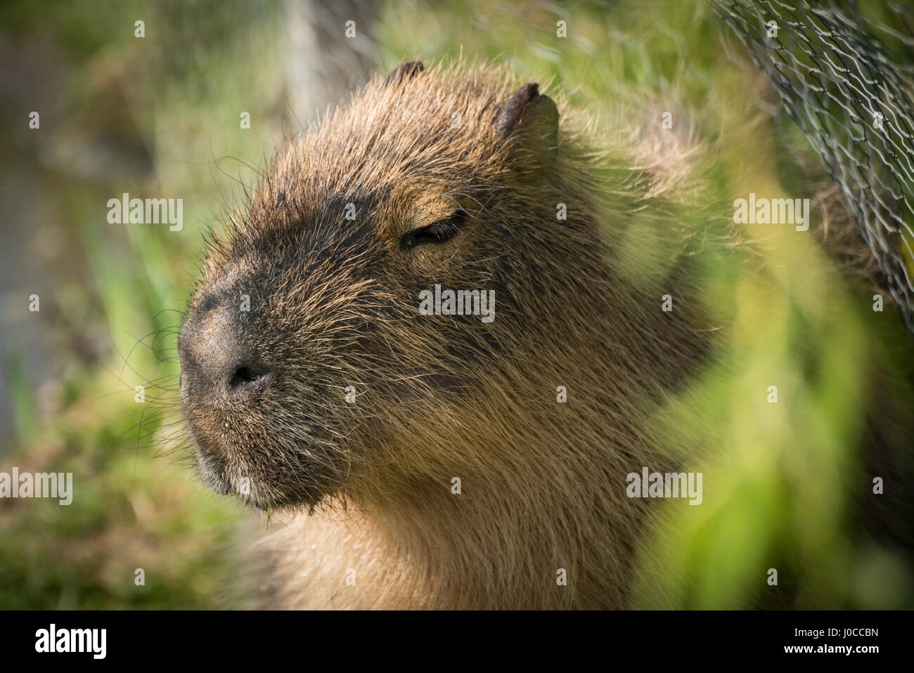 Lovely animals at the Yorkshire Wildlife Park in Doncaster, South ...