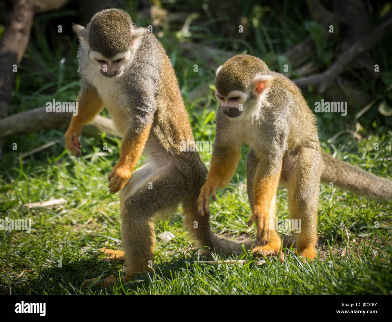 Lovely animals at the Yorkshire Wildlife Park in Doncaster, South ...